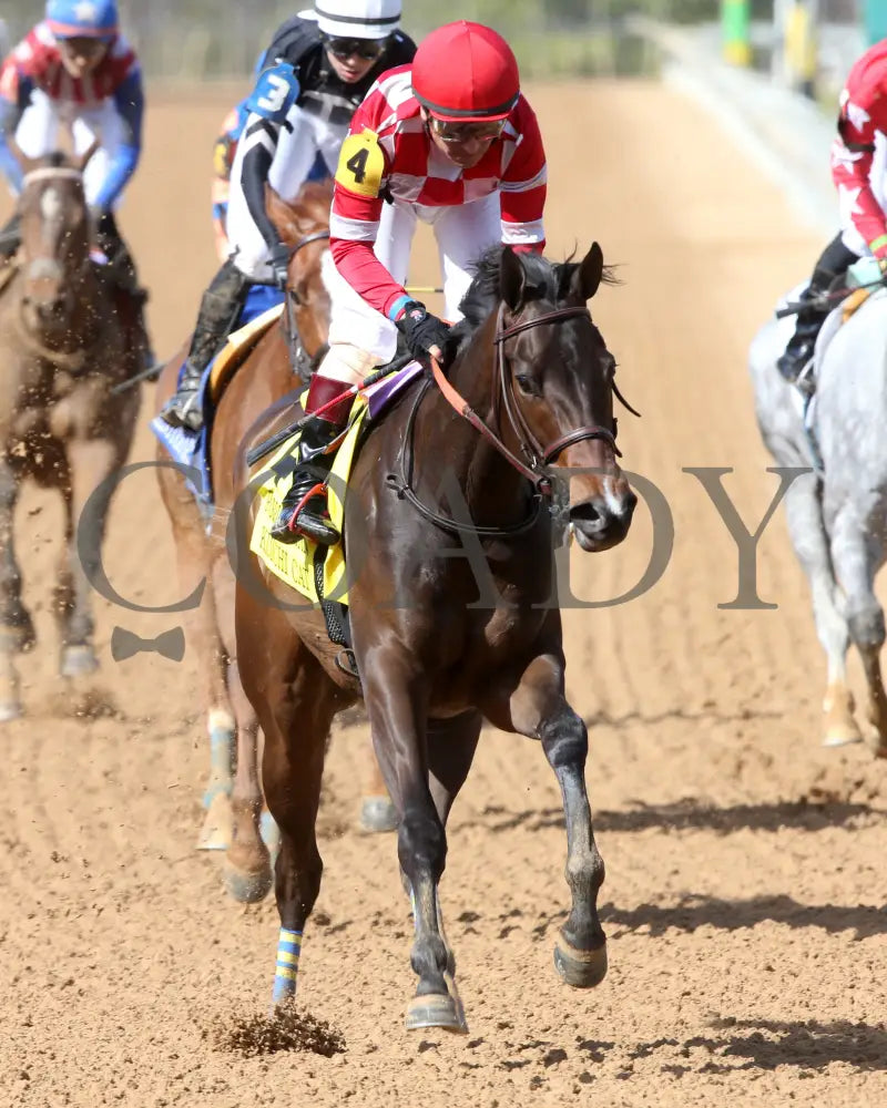 KIMCHI CAT - The Purple Martin - 03-22-25 - R07 - OP - Gallop Out 01 | Coady Media - Kurtis ...