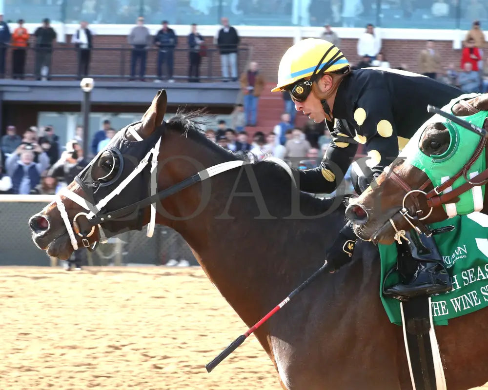 THE WINE STEWARD - The Fifth Season Stakes - 01-25-25 - R07 - OP - Inside Finish 01 | Coady ...