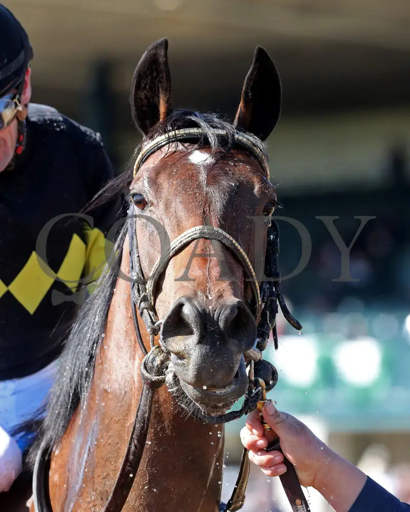 POSITANO SUNSET - The Resolute Racing Madison G1 - 04-08-25 - R08 - KEE ...